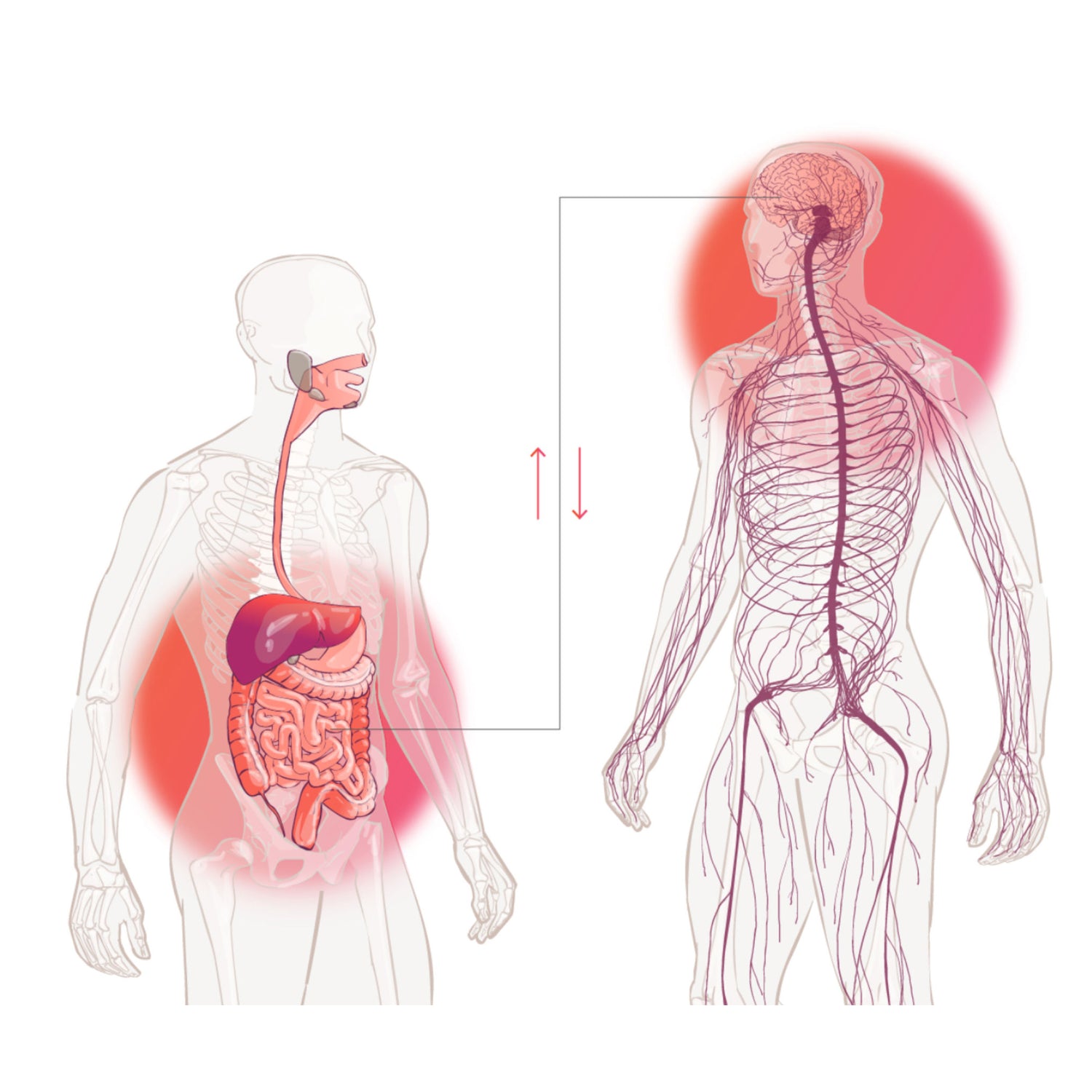 Science of Red Light Therapy | Transcranial Photobiomodulation – CeraThrive